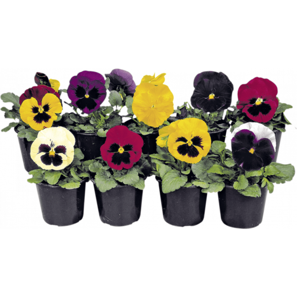 Теменужка ᐉ Бързо и лесно онлайн - BulMag